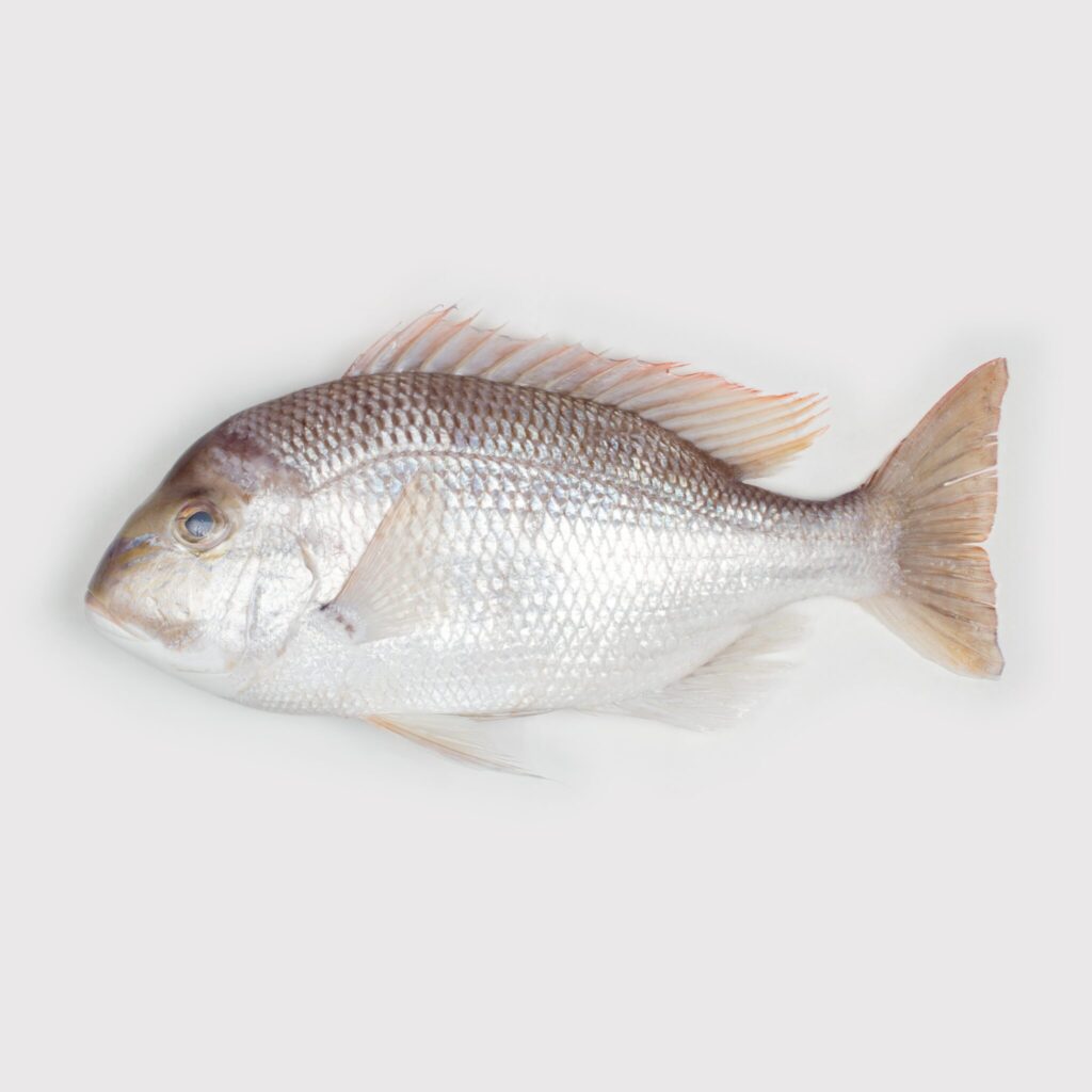 Seabream Whole – Bali Sutainable Seafood